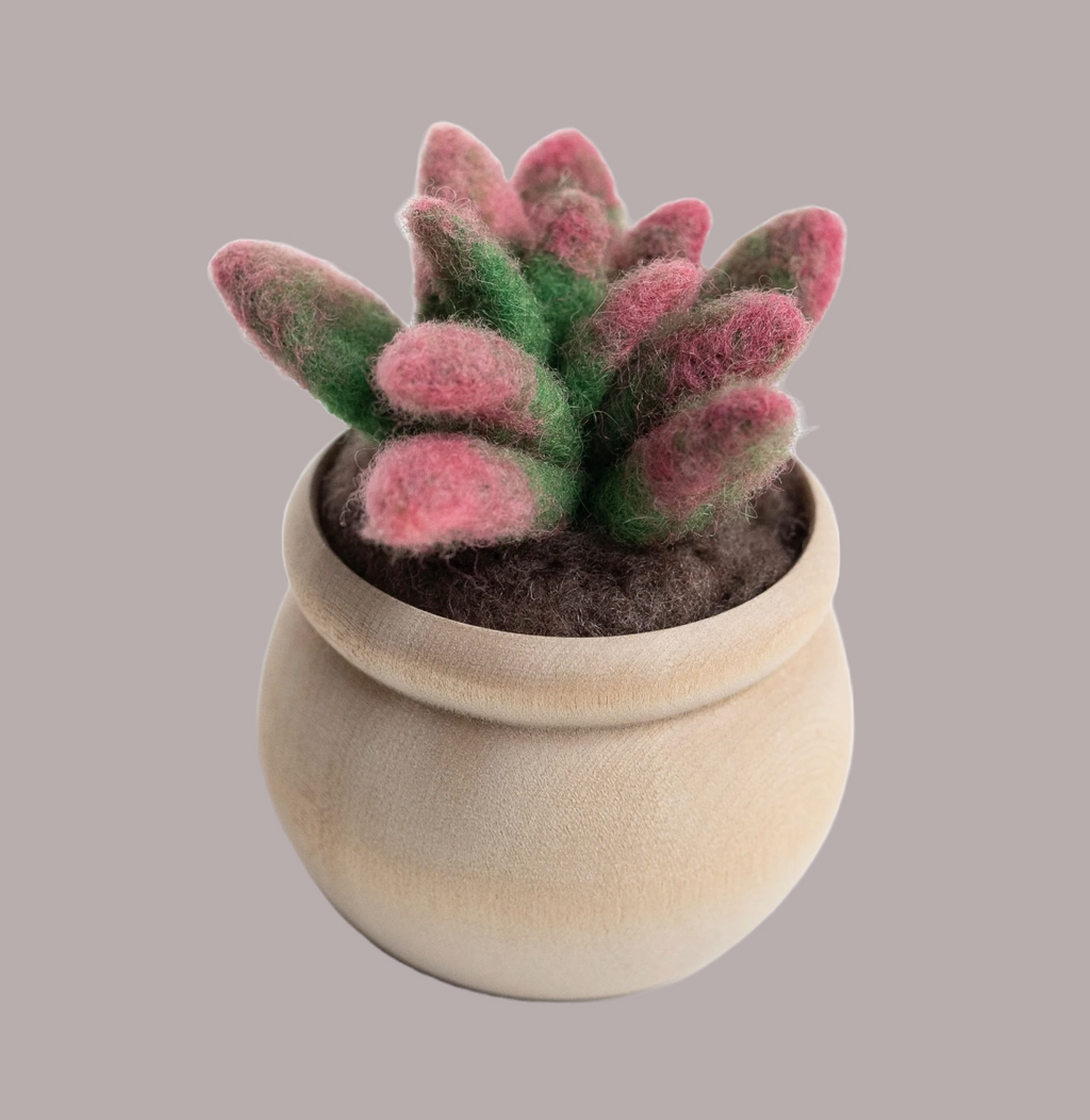 Sunrise Succulent Felting Kit (Level 1 Kit) – The Felted Desert